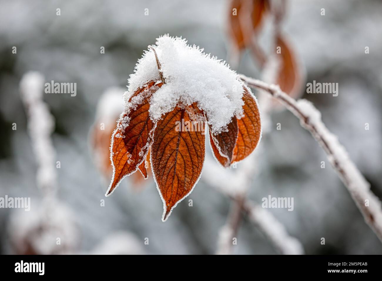 Snow laying on leaves, with a shallow depth of field Stock Photo - Alamy