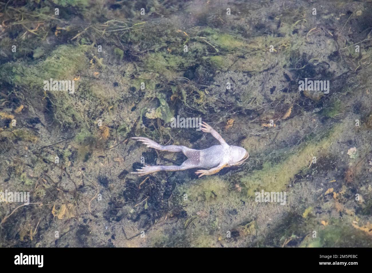 Dead frog in the warm waters of El Tatio Geyser in Atacama Desert in ...