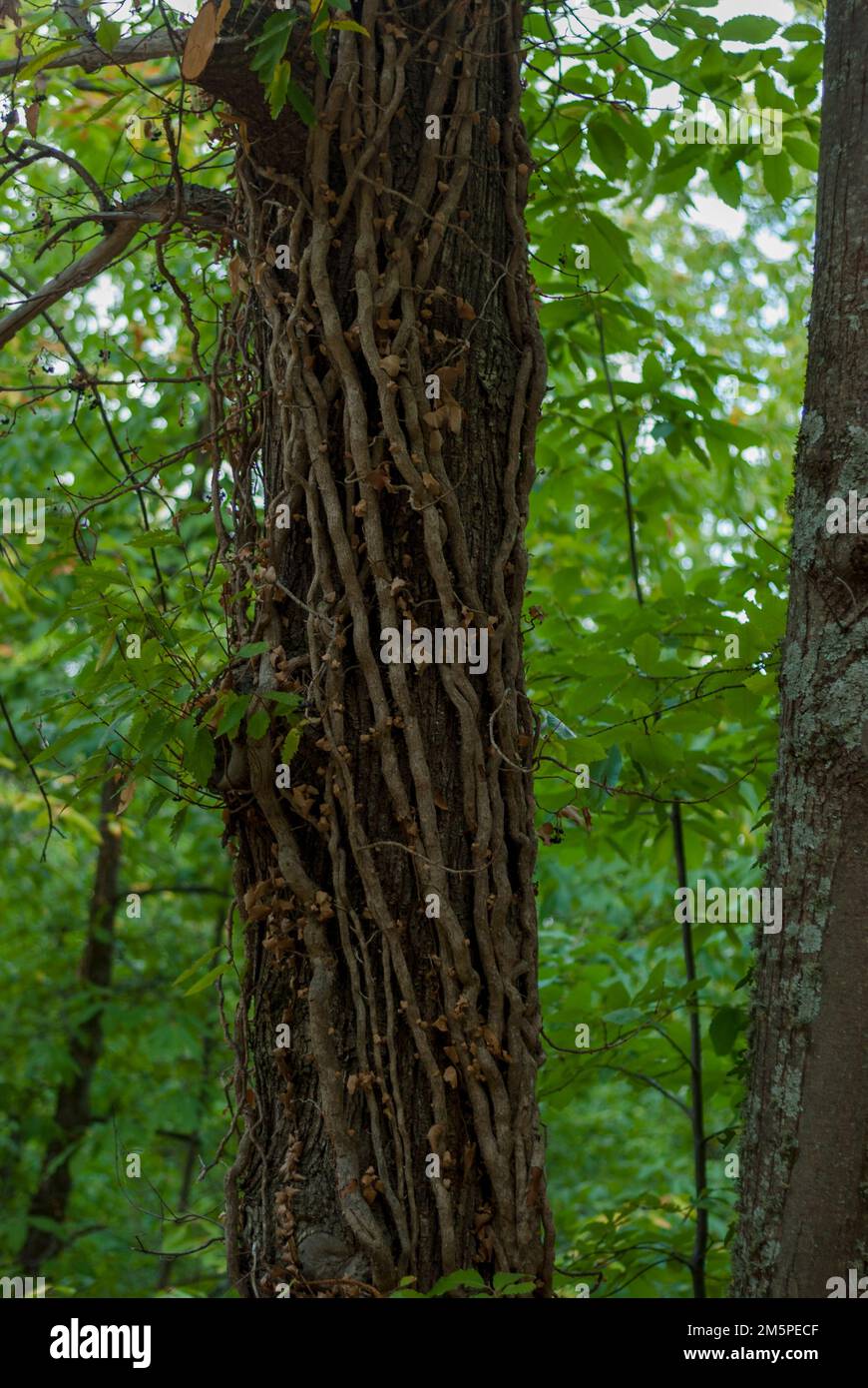 Hedera Helix climbing ivy and creeper clinging to tree trunk in autumn ...