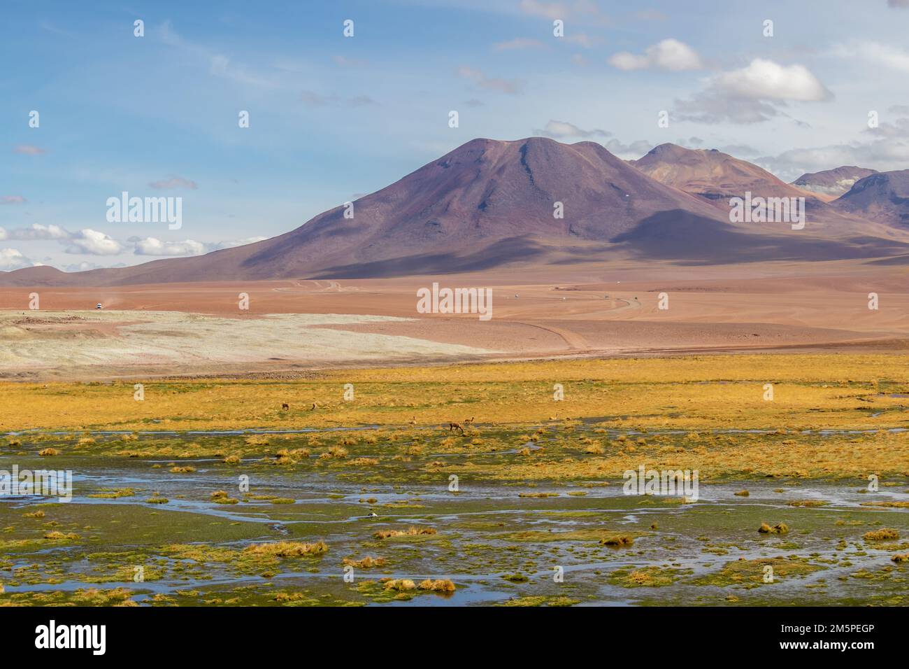 Colorful scenic landscape of a wetland in the middle of Atacama in ...