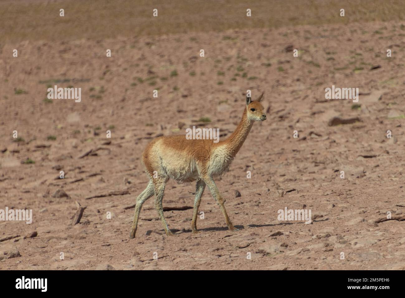 Young Vicugna Vicugna walking alone through Atacama, the dryest desert ...
