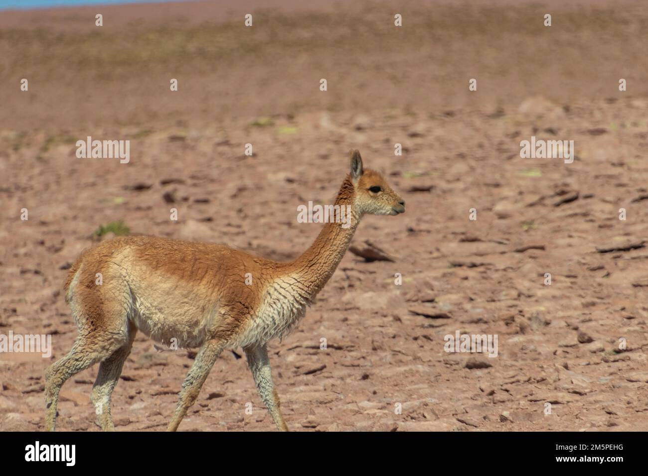 Young Vicugna Vicugna walking alone through Atacama, the dryest desert ...