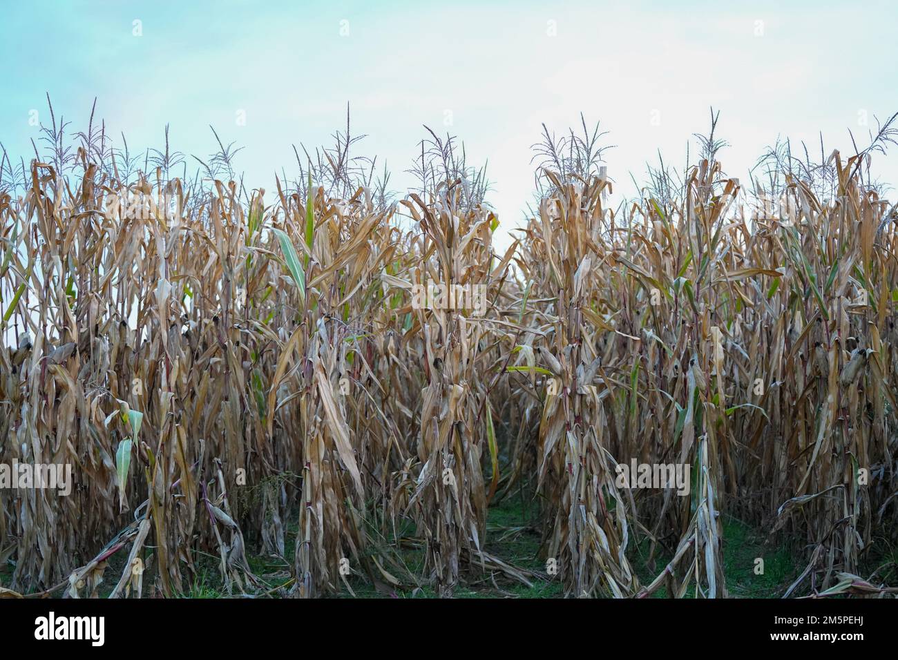 Corn stalks against blue sky hi-res stock photography and images - Alamy
