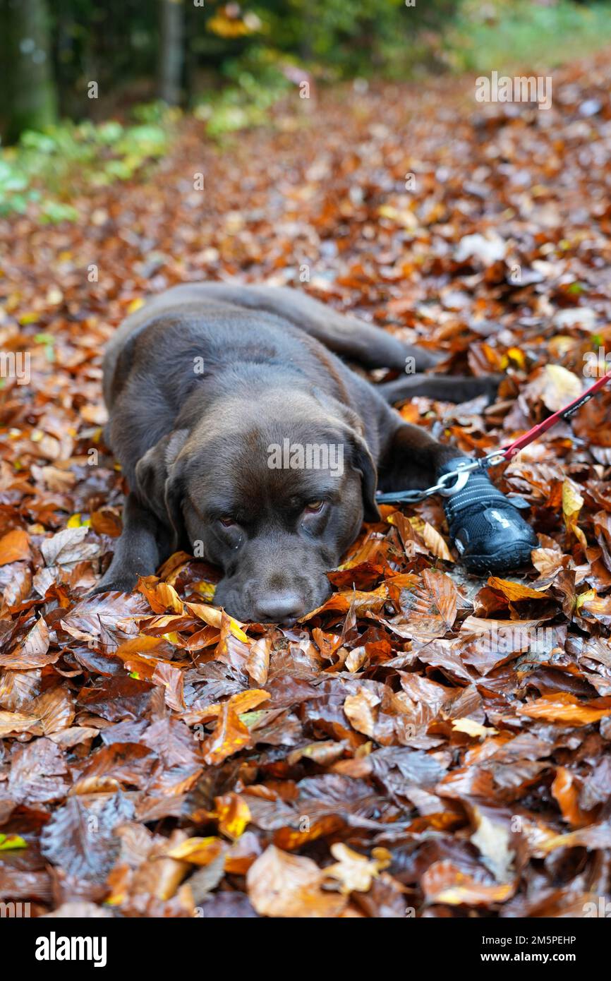 A vertical shot of a cute adult chocolate Labrador retriever dog lying ...