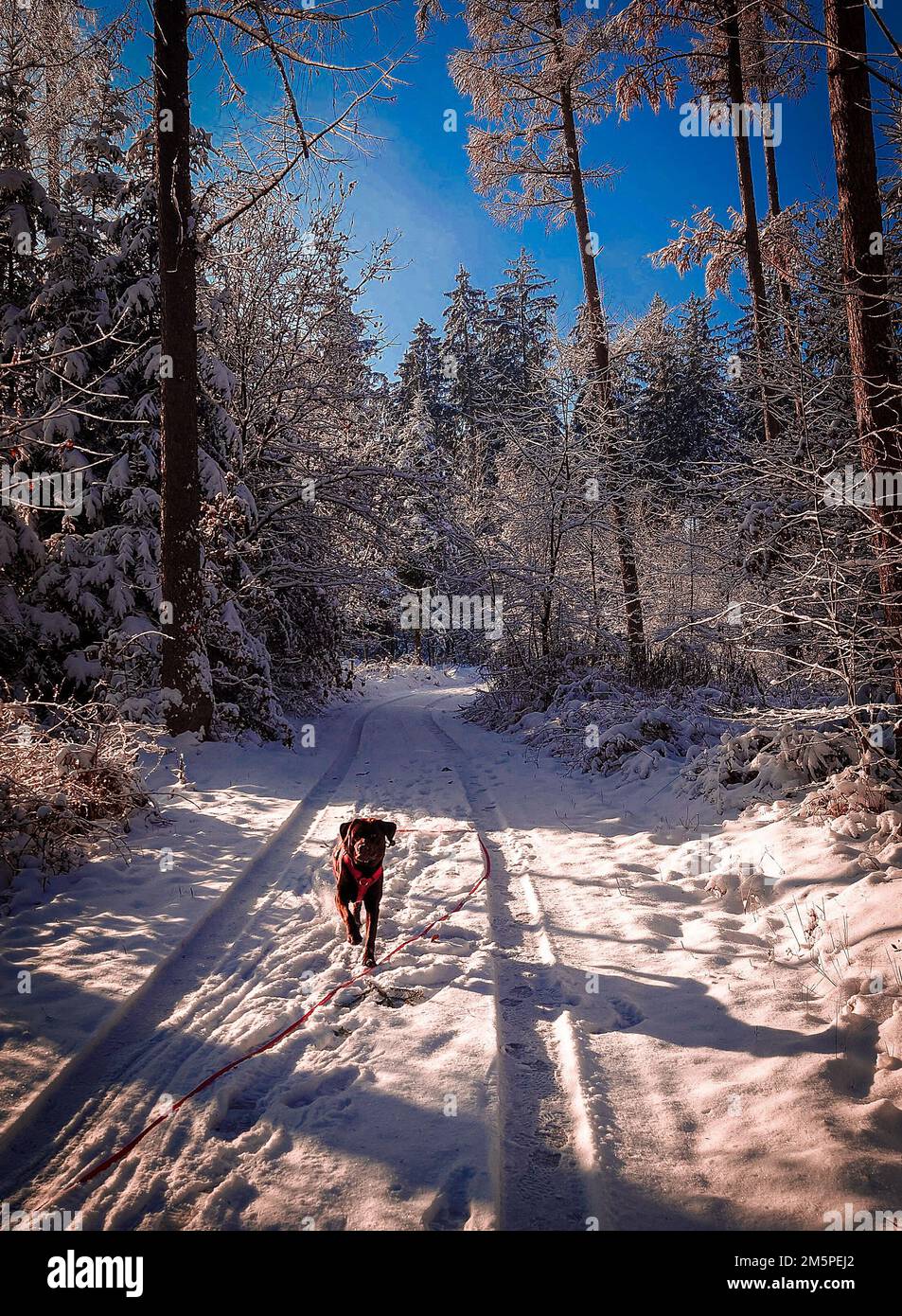 A vertical shot of a cute adult chocolate Labrador retriever dog in ...