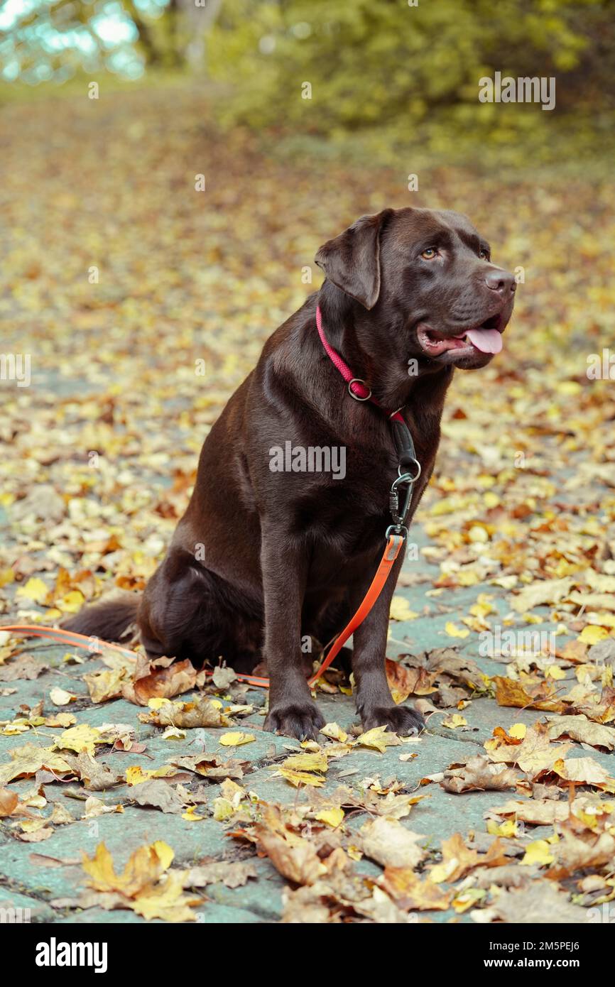 A vertical shot of a cute adult chocolate Labrador retriever dog ...