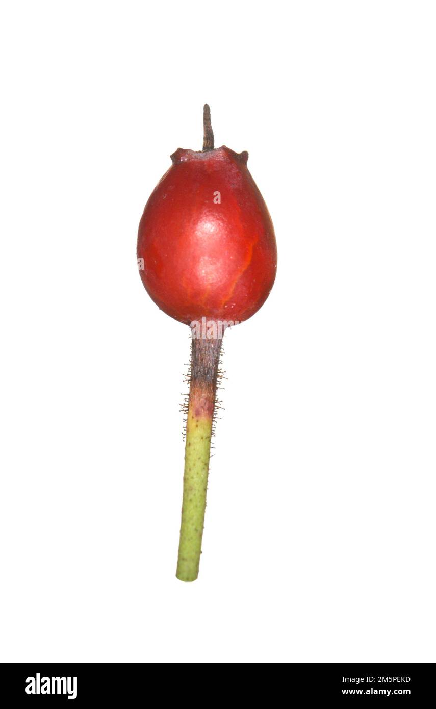 Field Rose - Rosa arvensis Stock Photo - Alamy