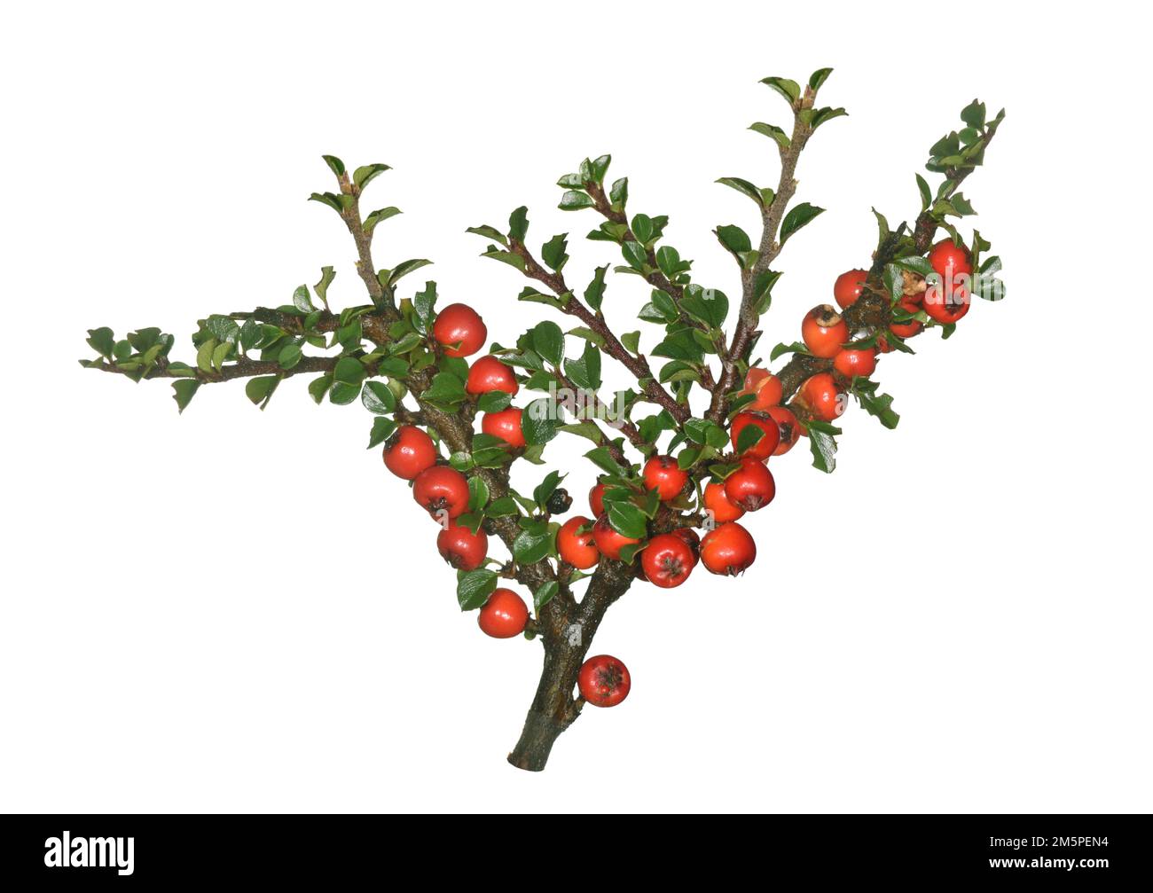 Cotoneaster Flower Cut Out Stock Images And Pictures Alamy