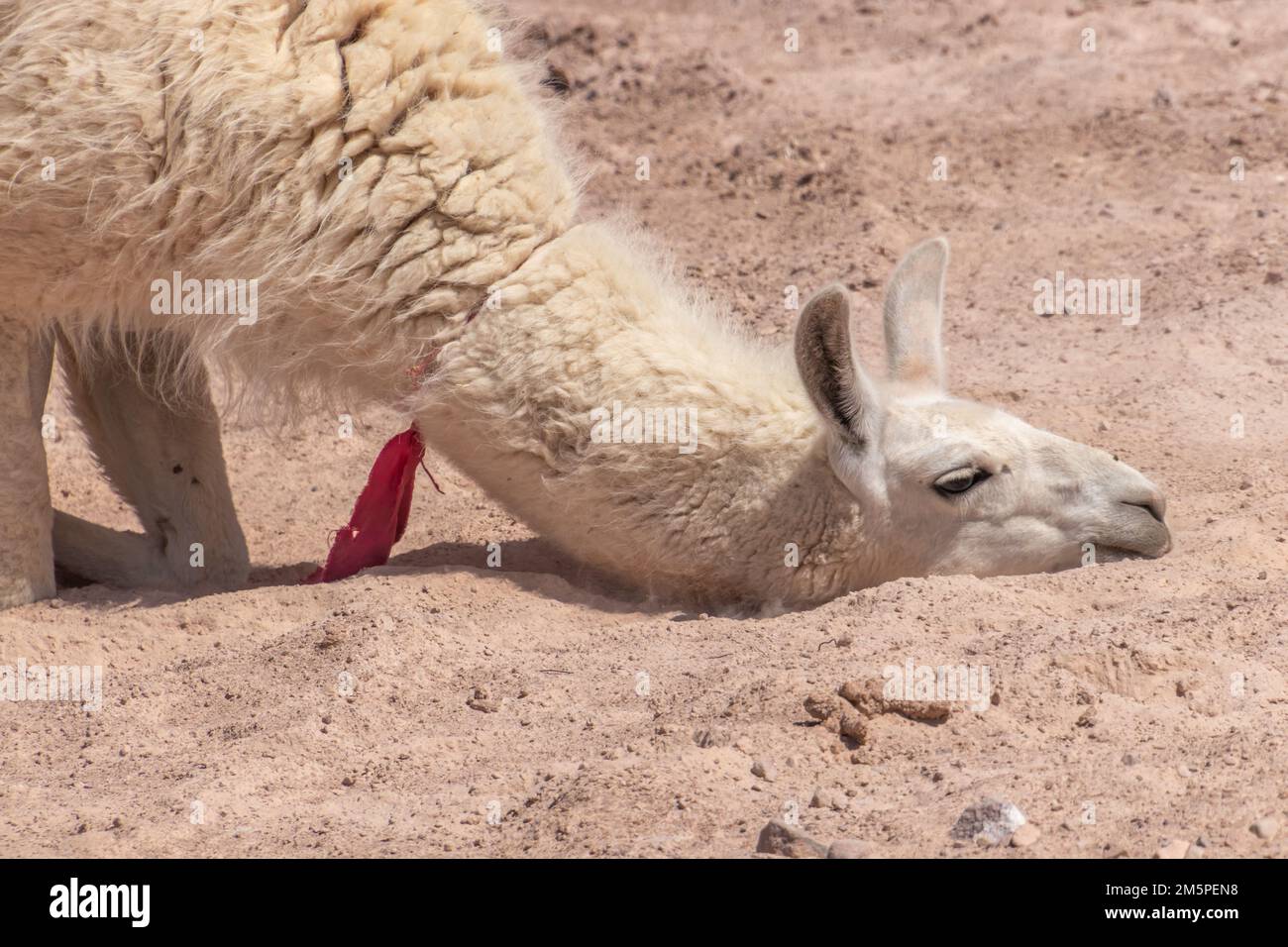 Lama glama playing in the sand in the middle of Atacama, the dryest ...