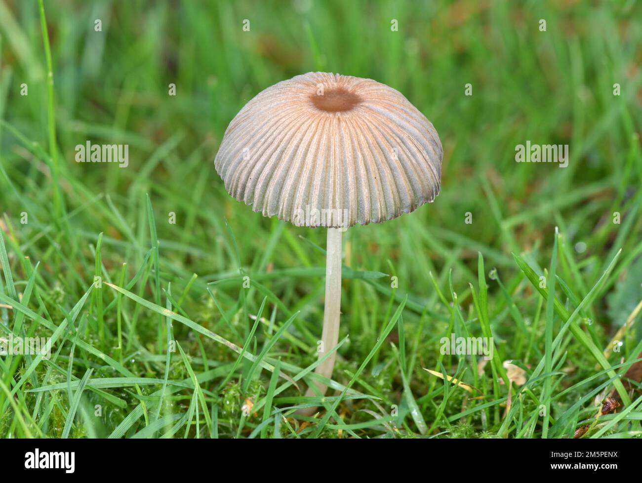 Pleated Inkcap - Parasola plicatilis Stock Photo - Alamy