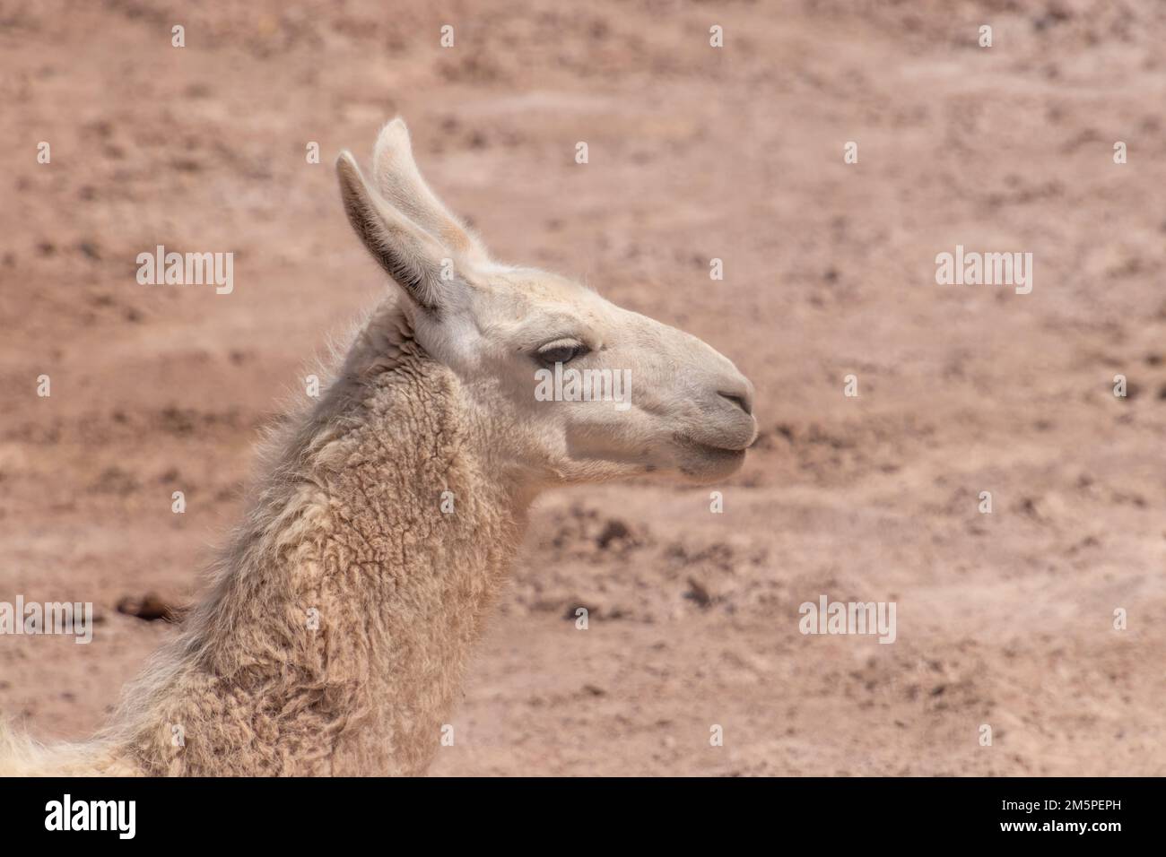 Potrait of a young lama glama crossing in Atacama, the dryest desert of ...