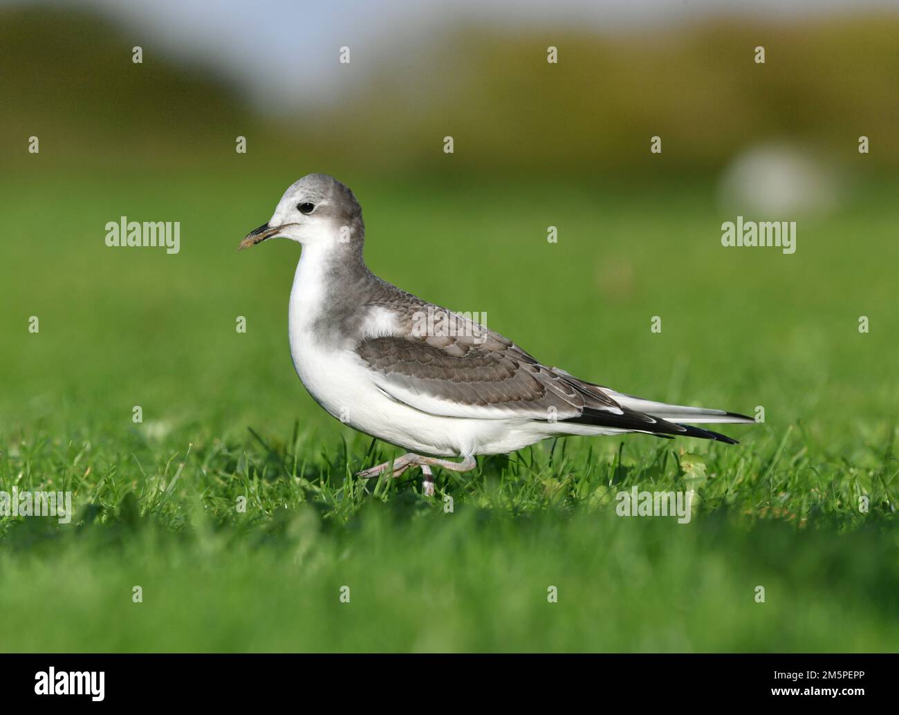 Sabine's gull uk hi-res stock photography and images - Alamy