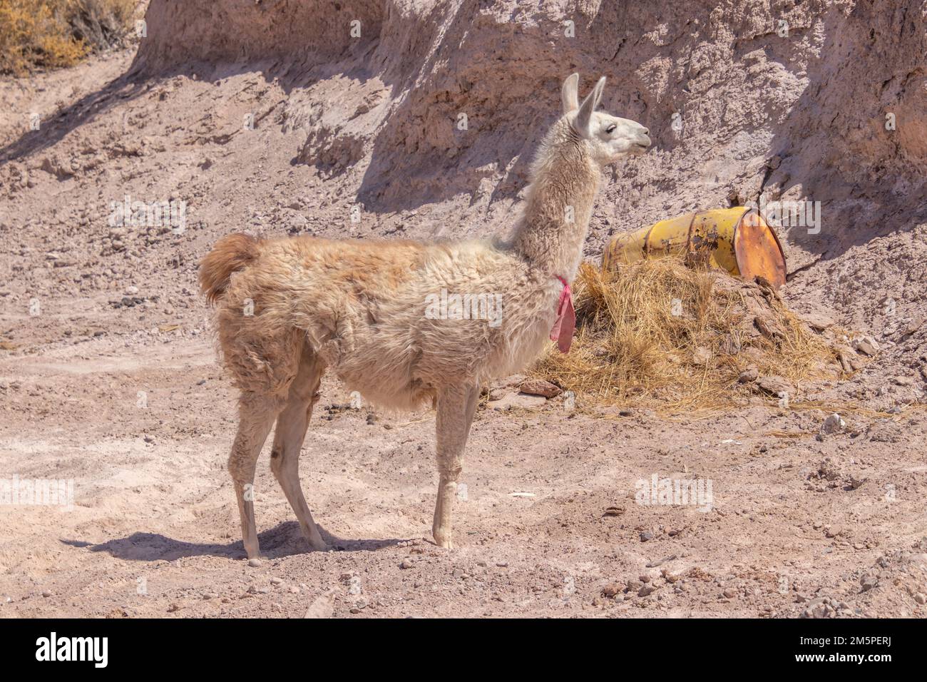 Lama glama crossing a rural road in the middle of Atacama, the dryest ...