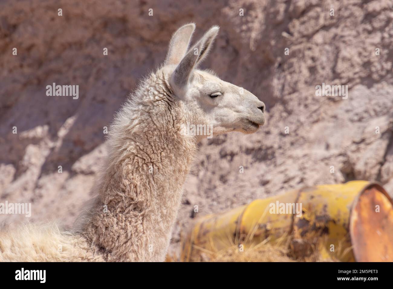 Potrait of a young lama glama crossing in Atacama, the dryest desert of ...