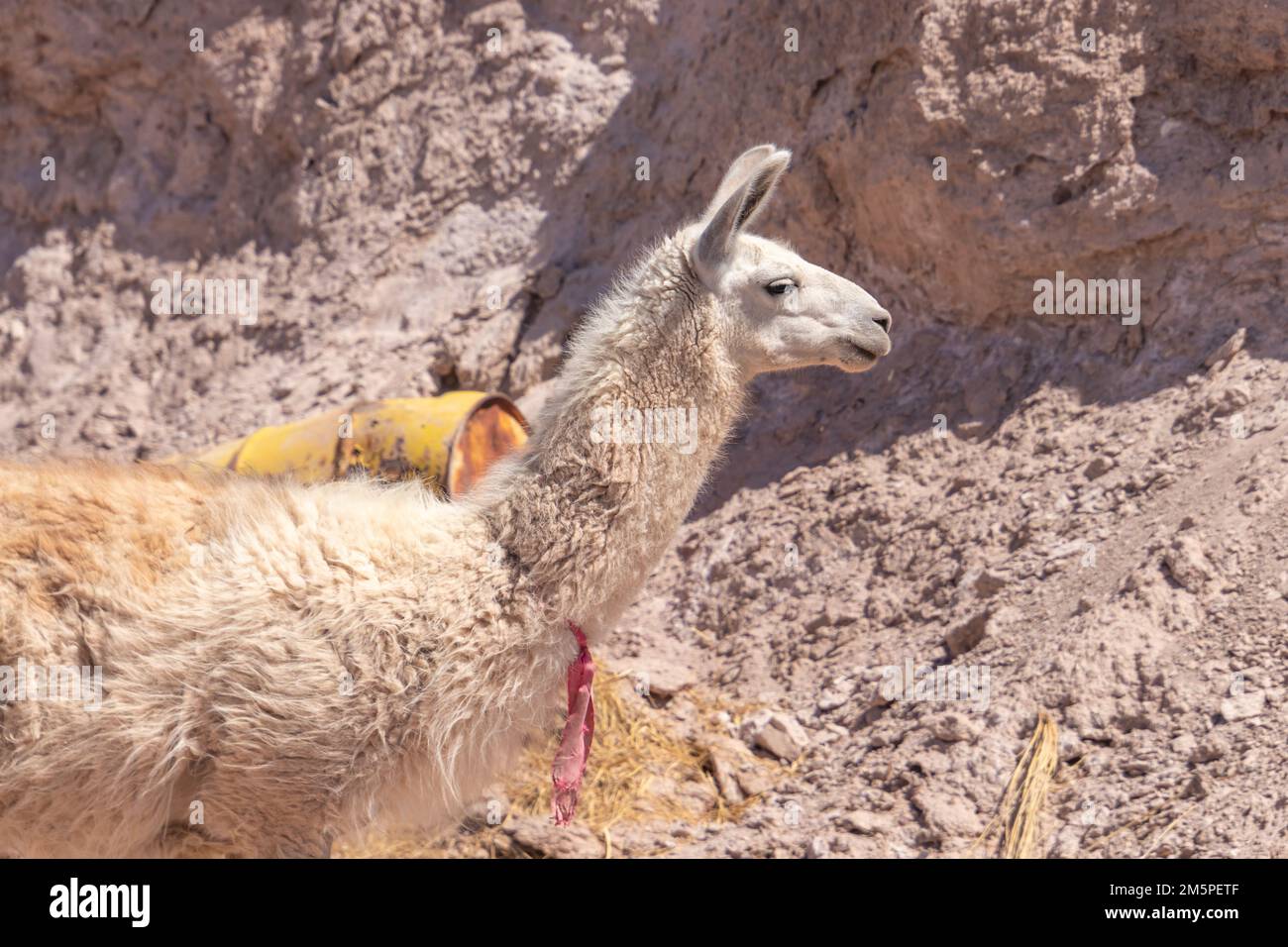 Lama glama crossing a rural road in the middle of Atacama, the dryest ...