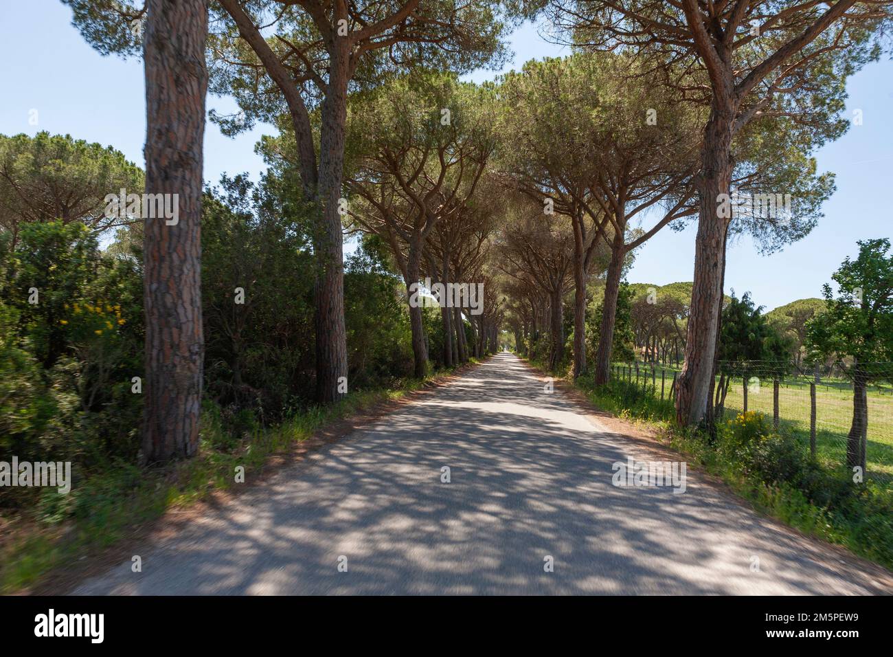 Strada del Mare in the Parco Regionale della Maremma, Tuscany, Italy ...