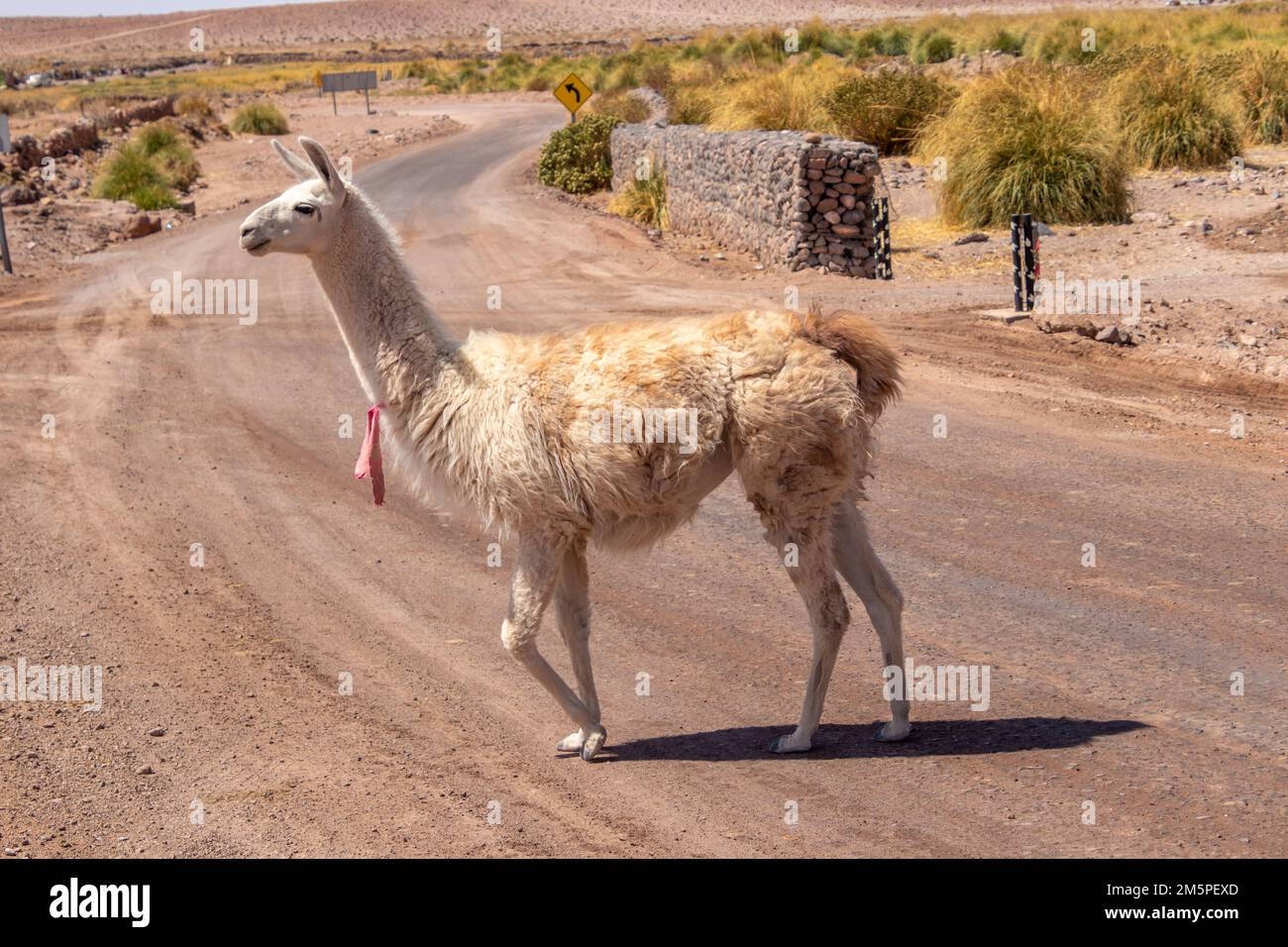 Domesticated lama glama crossing a rural road in the middle of Atacama ...