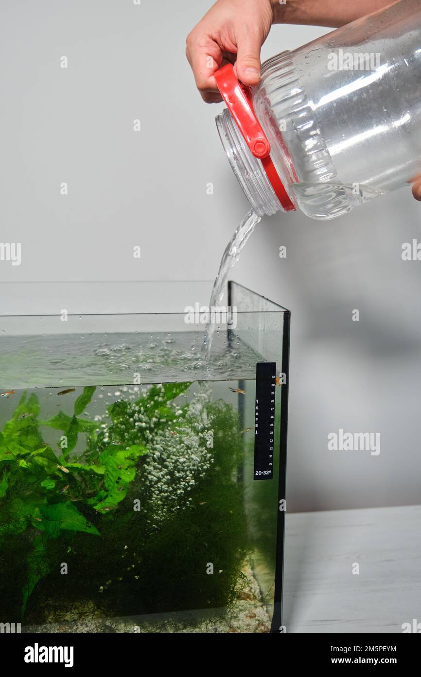 Close up of hands adding water to fill freshwater aquarium Stock Photo ...