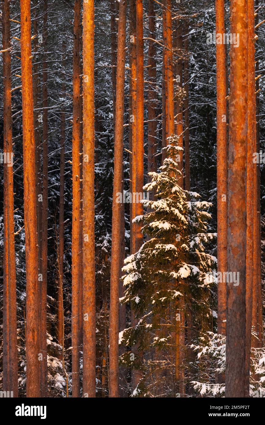 Sunset coniferous tree hi-res stock photography and images - Alamy