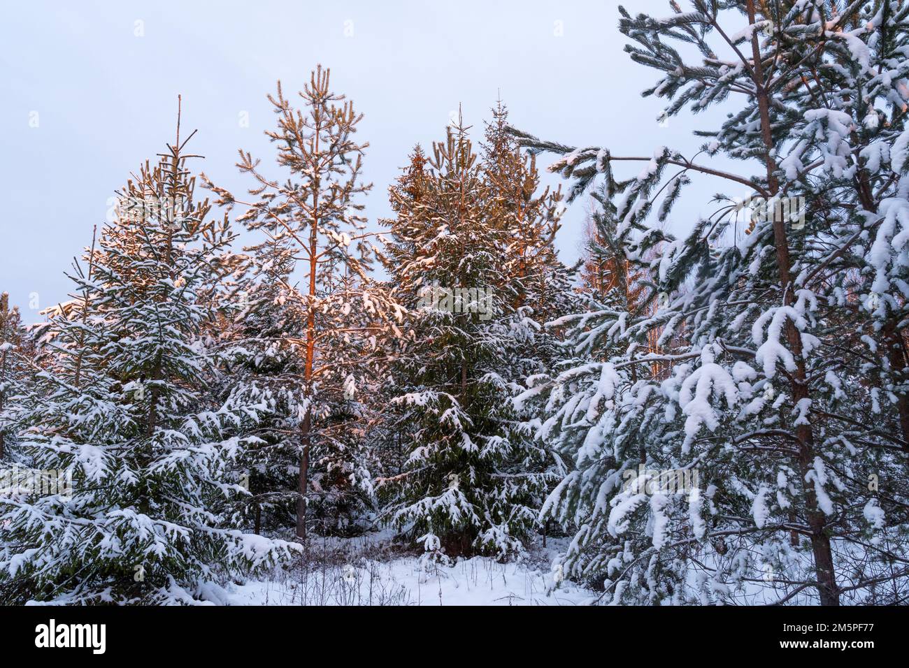 Managed young mixed forest with Scots pine and Norway Spruce on a ...