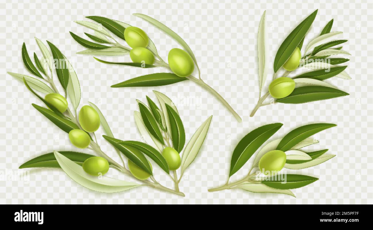 Realistic set of olive tree branche png isolated on transparent background. Vector illustration ...