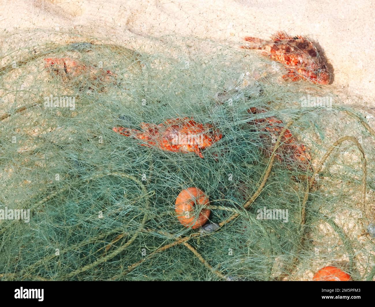 Many fish caught in a fisher net Stock Photo - Alamy