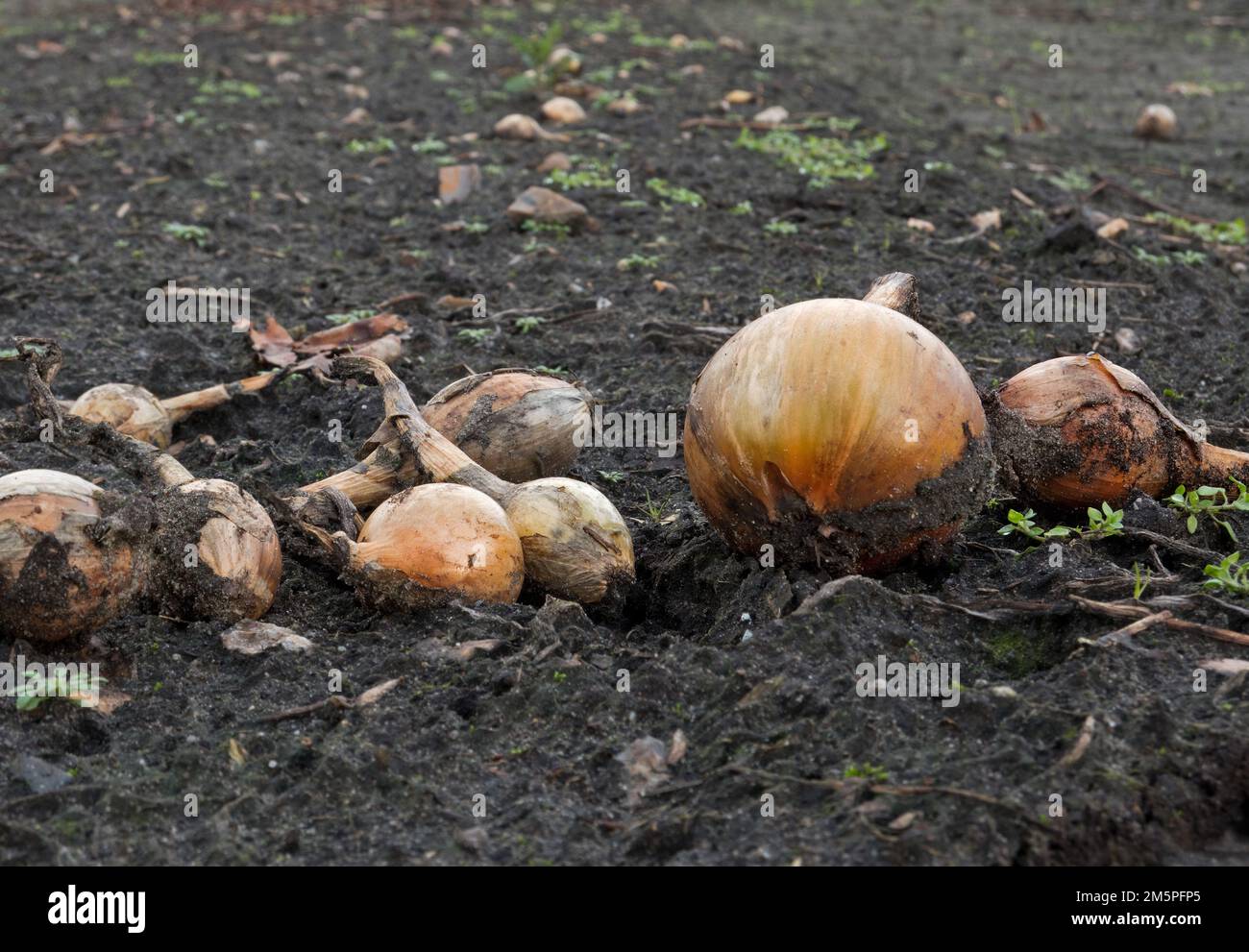 Waste of food: onions in winter, left on the field after harvest Stock ...