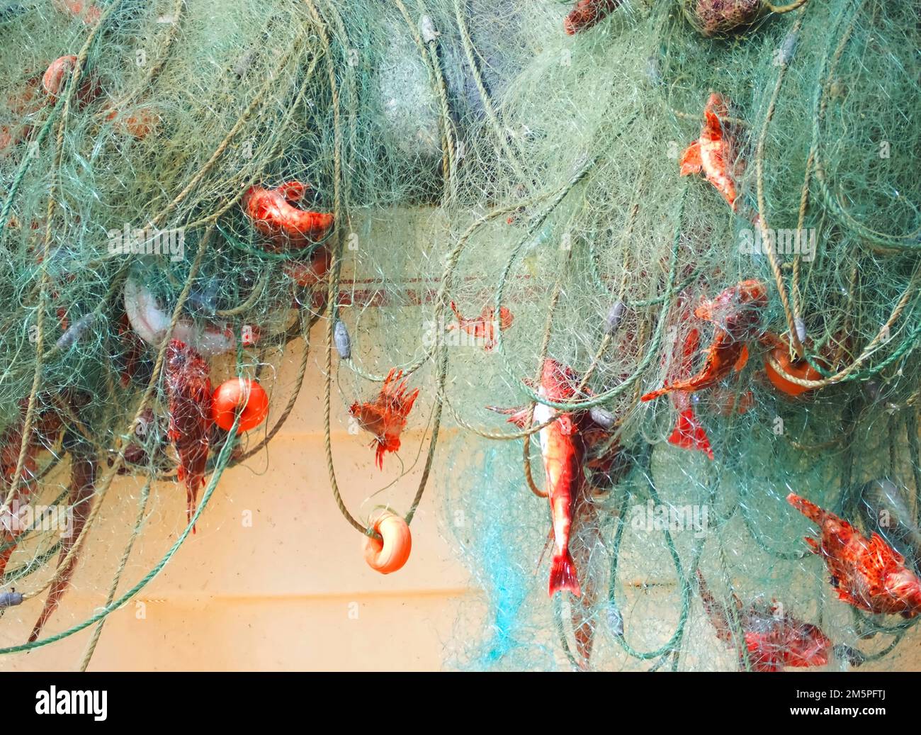 Many fish caught in a fisher net Stock Photo - Alamy