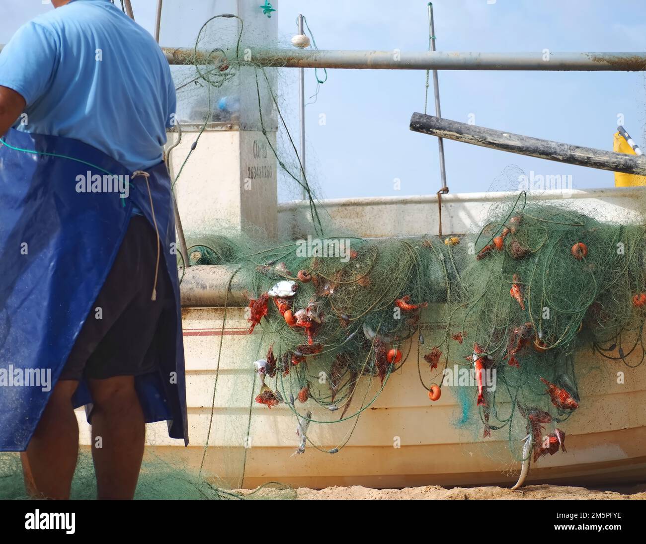 Many fish caught in a fisher net with a fisher man at a boat Stock ...