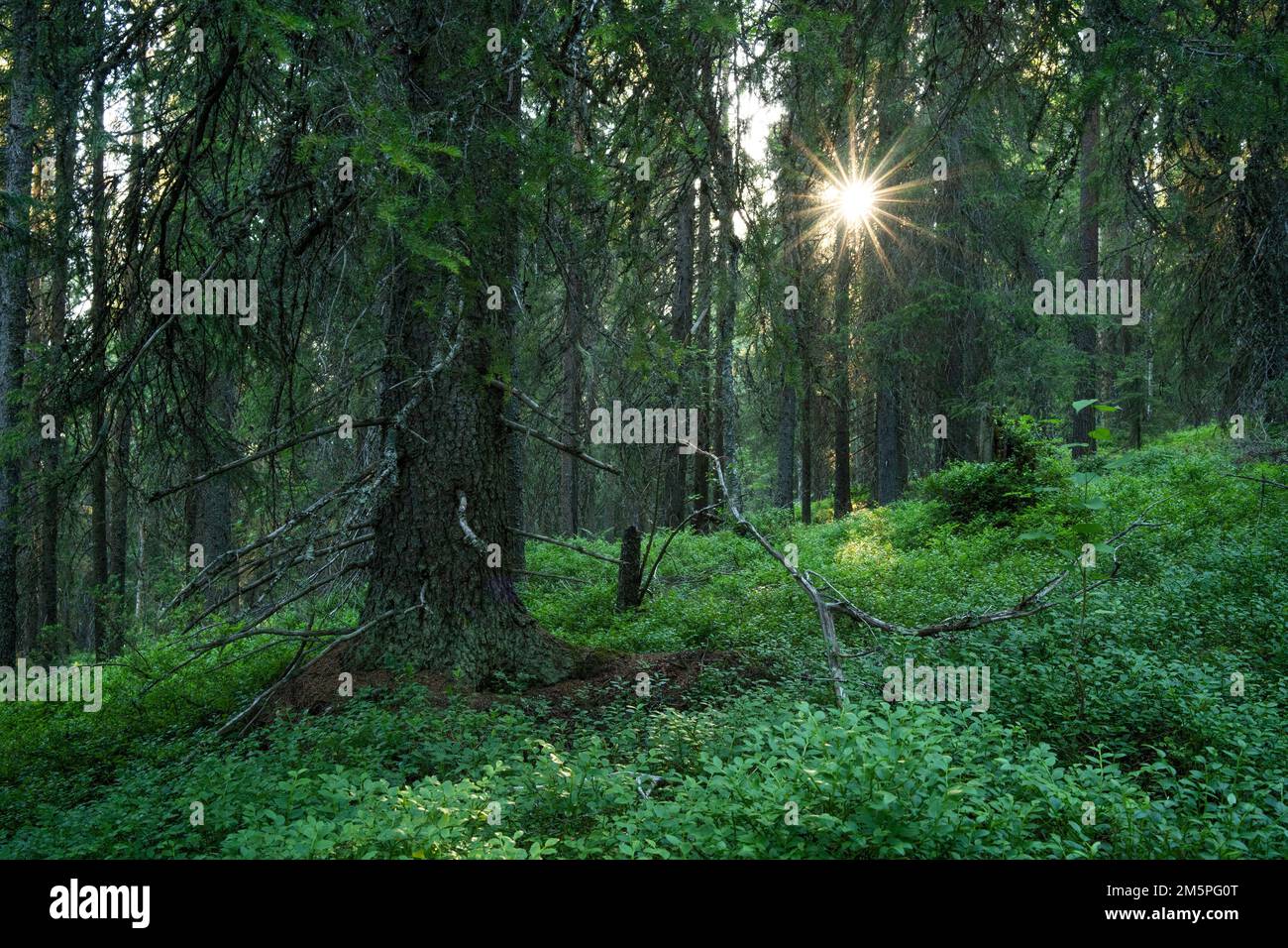 An old-growth summery taiga forest in Närängänvaara near Kuusamo ...