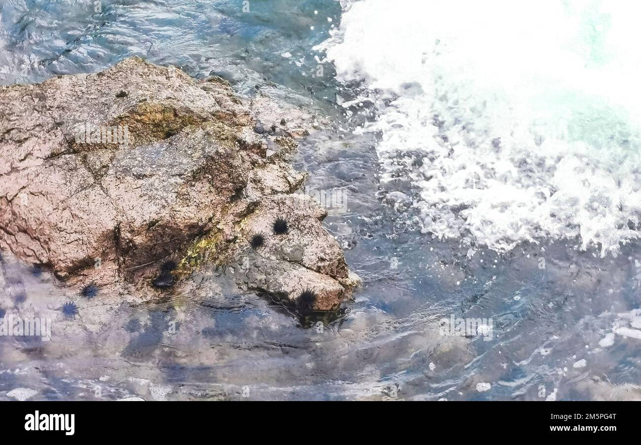 Rocks and stones in water with sea urchins in Zicatela Puerto Escondido ...