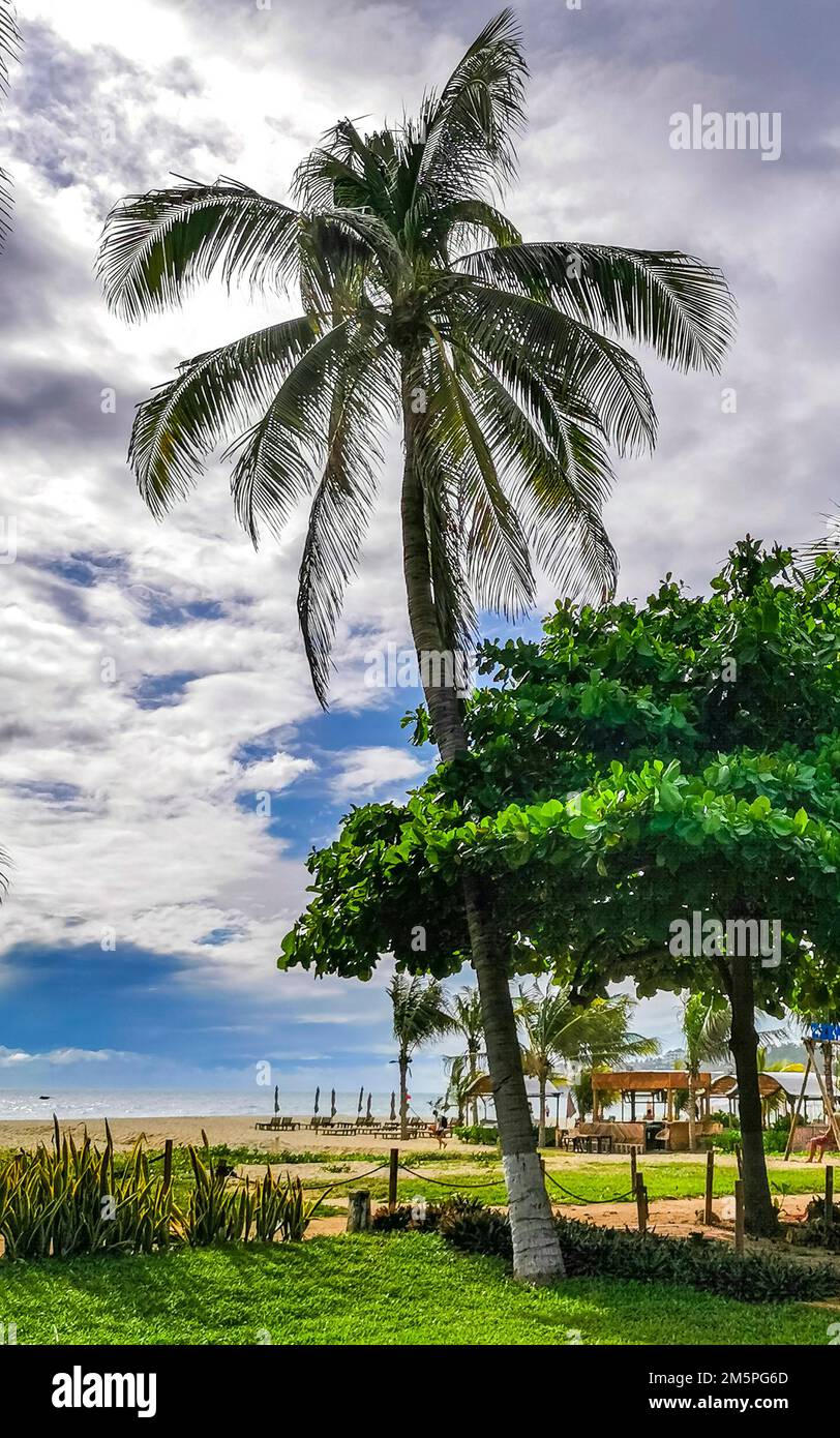 Tropical natural mexican palm tree with coconuts and blue sky ...