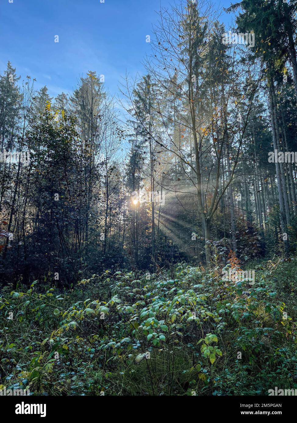 The sun rays in a forest Stock Photo - Alamy