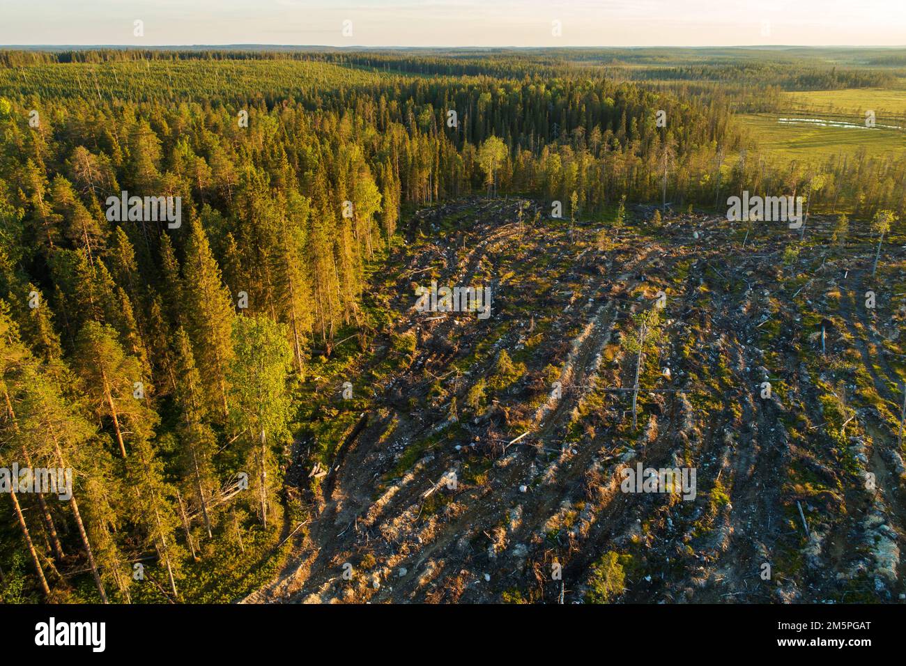 Clearcut forest hi-res stock photography and images - Alamy
