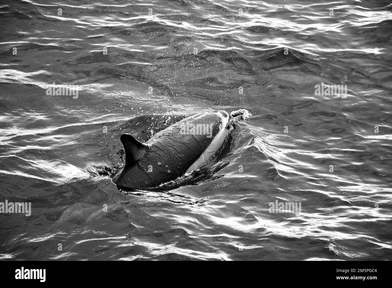 Fish spotting Black and White Stock Photos & Images - Alamy