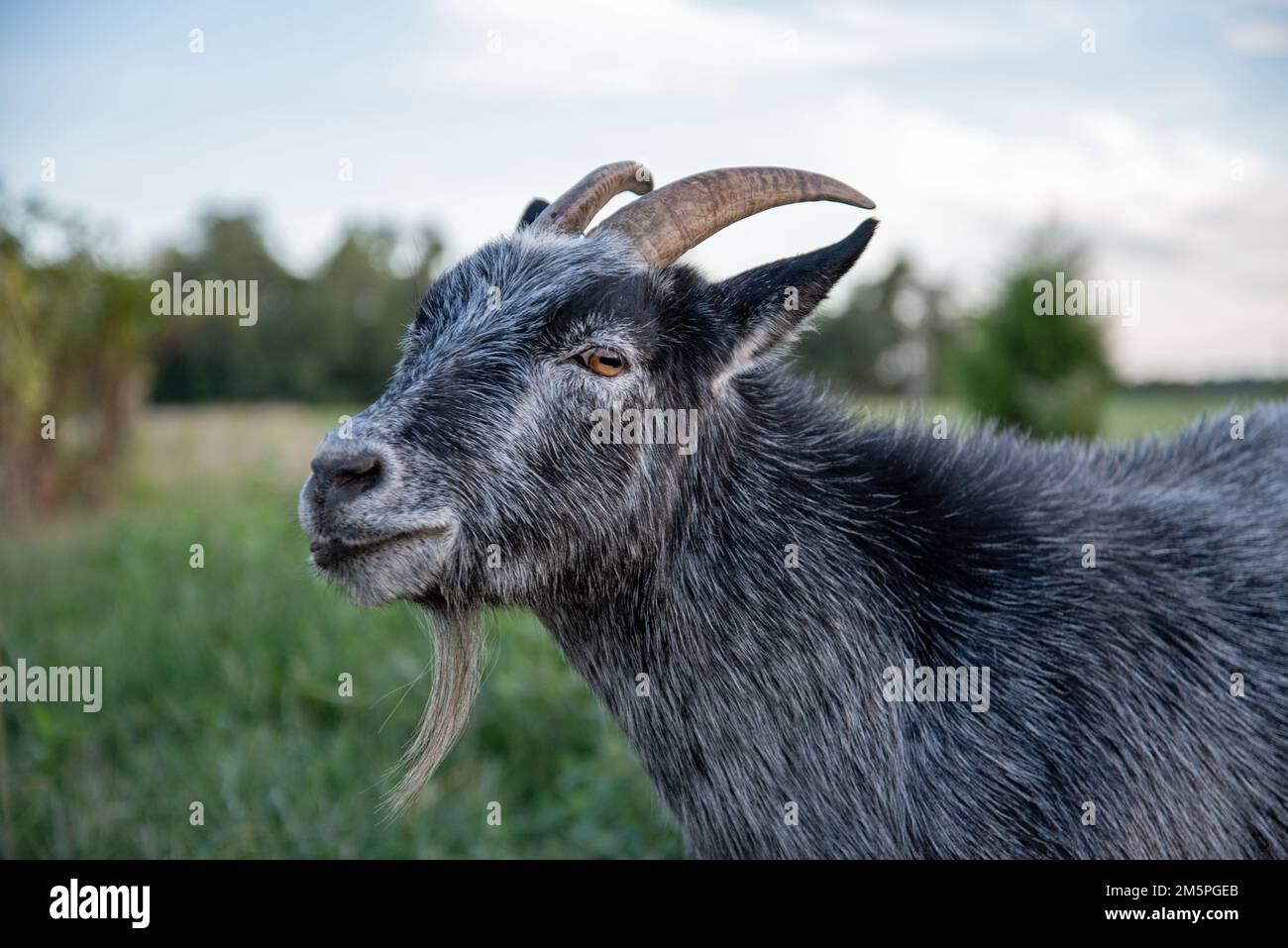 A blue pygmy goat living on a farm Stock Photo - Alamy