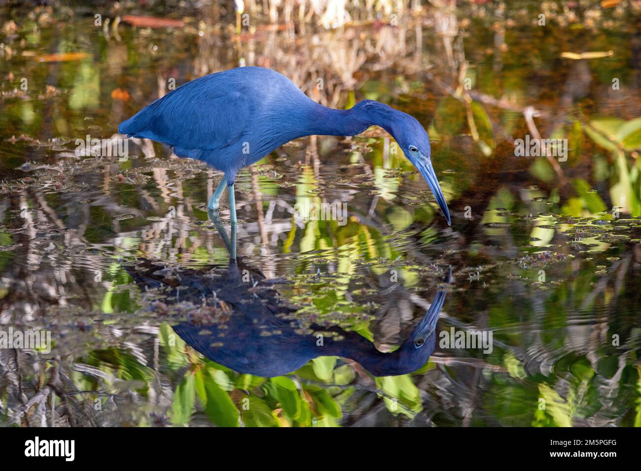 A little blue heron fishes in a salt marsh Stock Photo - Alamy