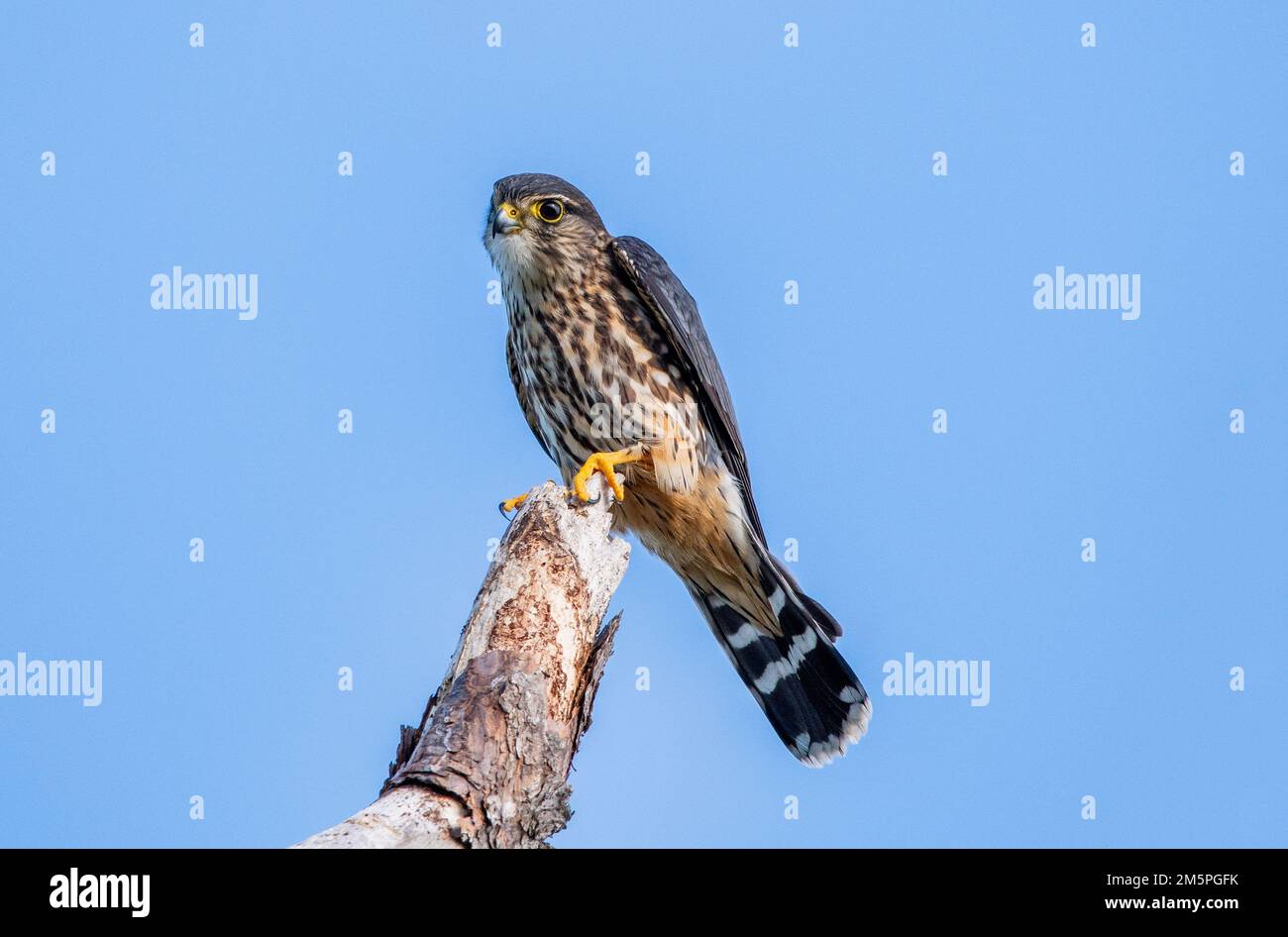 Merlin bird flying hi-res stock photography and images - Alamy