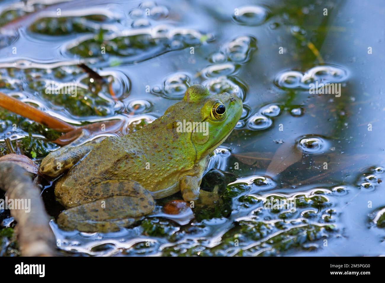 American bullfrog with wide head, stout bodies, and long, hind legs ...