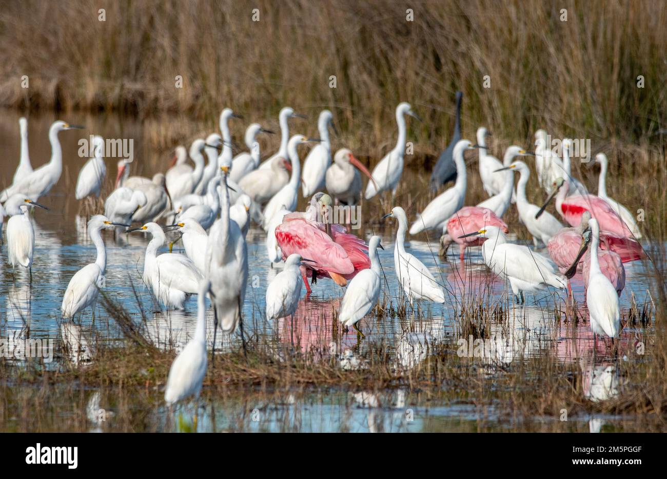 Birds gather at Merritt Island National Wildlife Refuge in Florida ...
