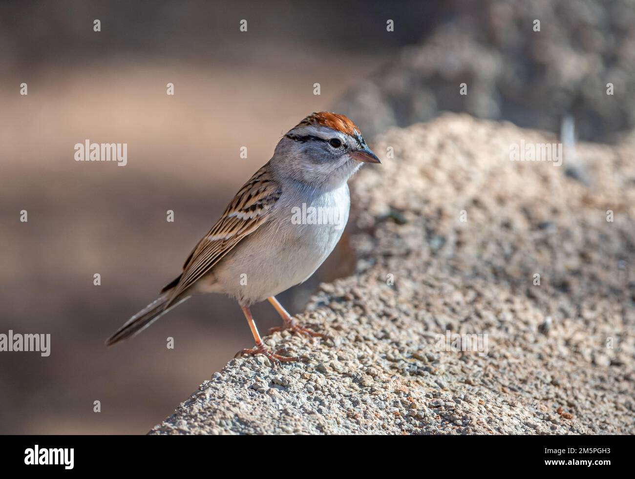 A tiny Chipping Sparrow perches on a rock in a Texas state park Stock ...