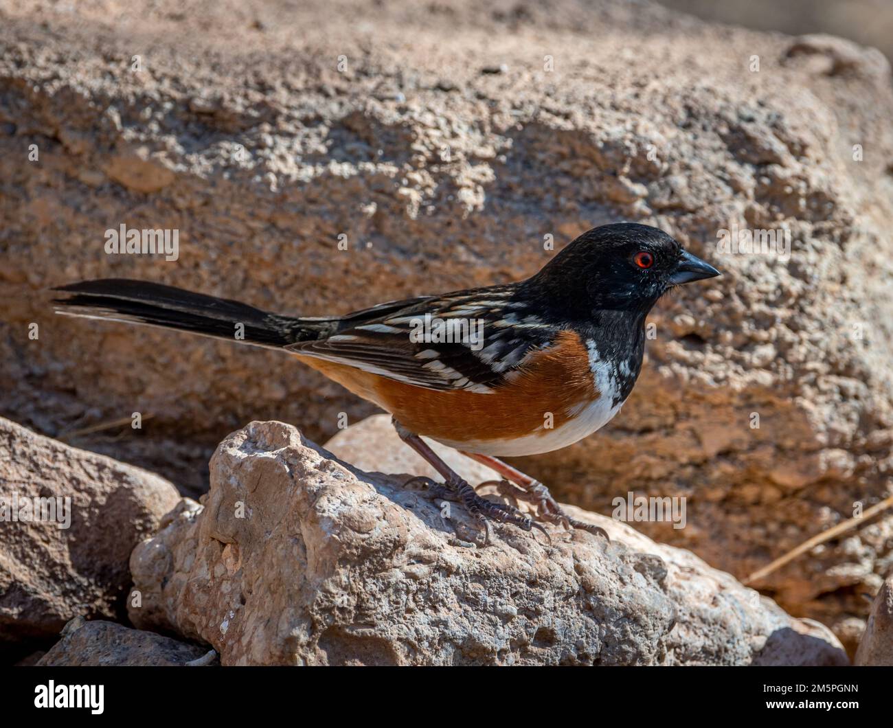 This beautiful male Spotted Towhee perched nicely on a rock while ...