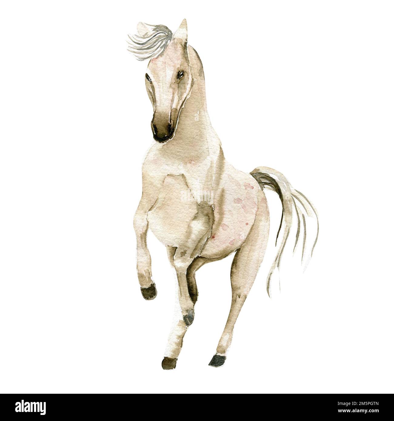 Watercolor hand drawn cute white horse on the white background. Running ...