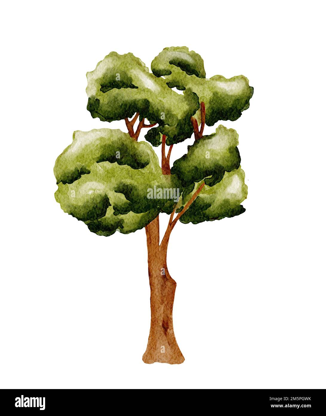 Watercolor forest tree illustration. Hand drawn tree with green leaves ...
