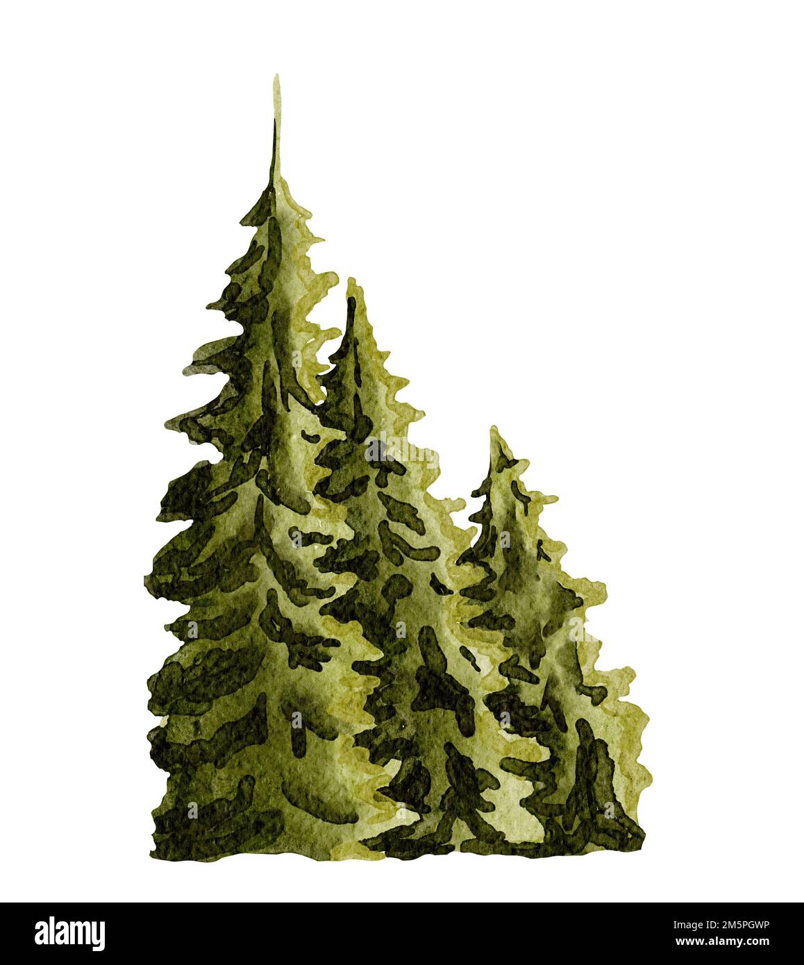 Watercolor forest tree. Hand drawn pine trees illustration Stock Photo ...