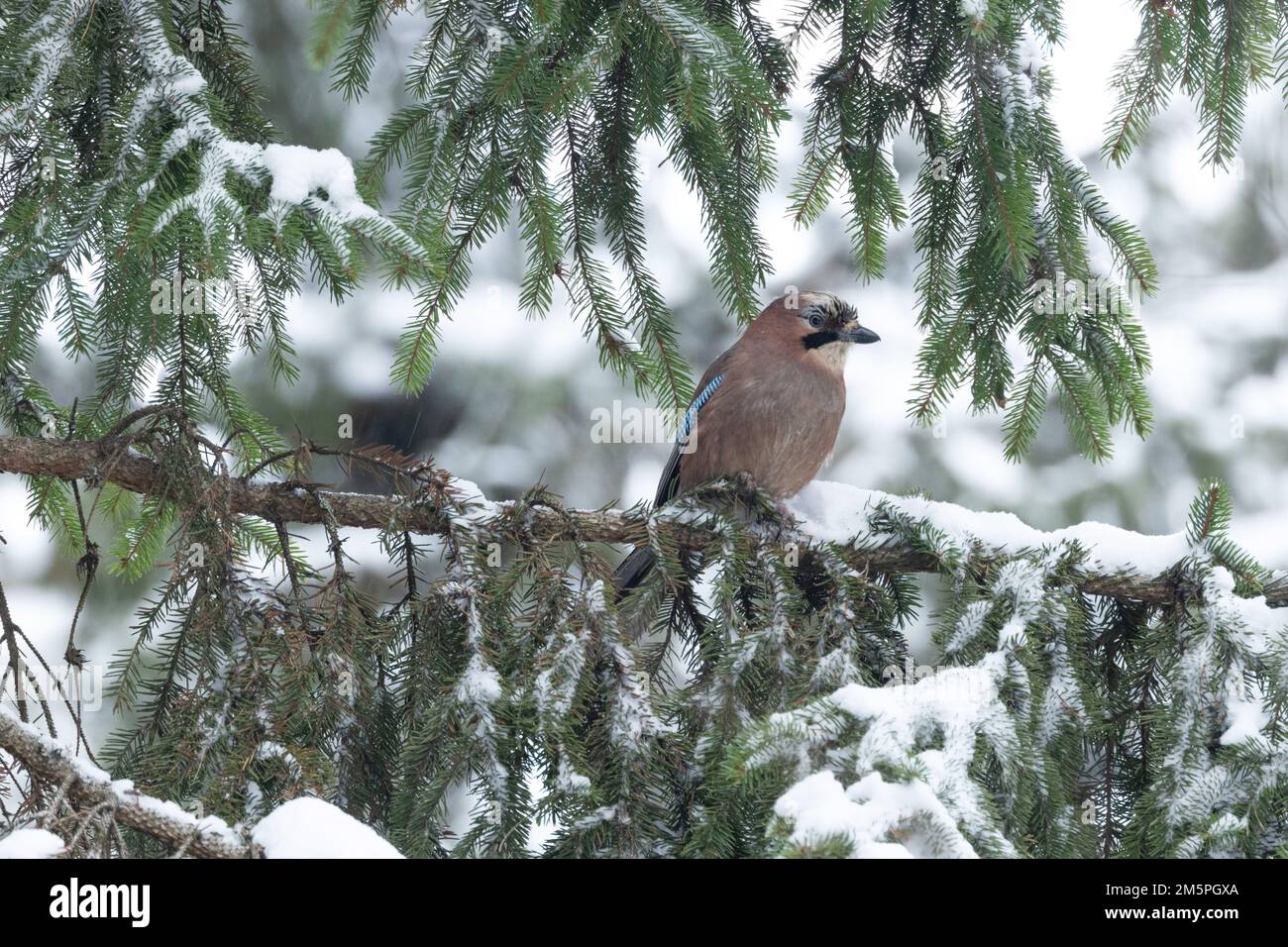 Close-up of a curious and watchful Eurasian jay perched in a boreal ...