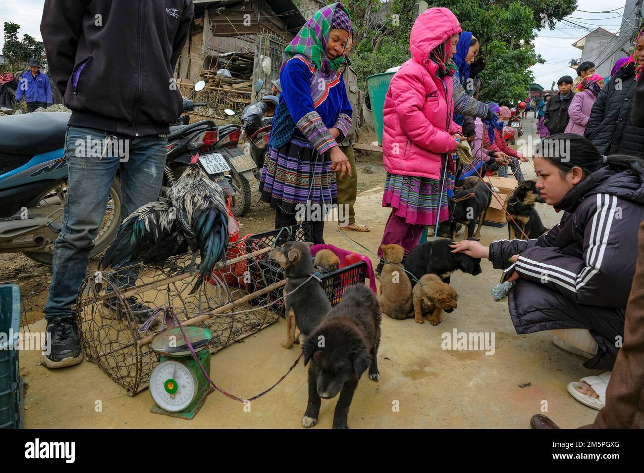 Dog Market In Vietnam at Wendy Elkins blog