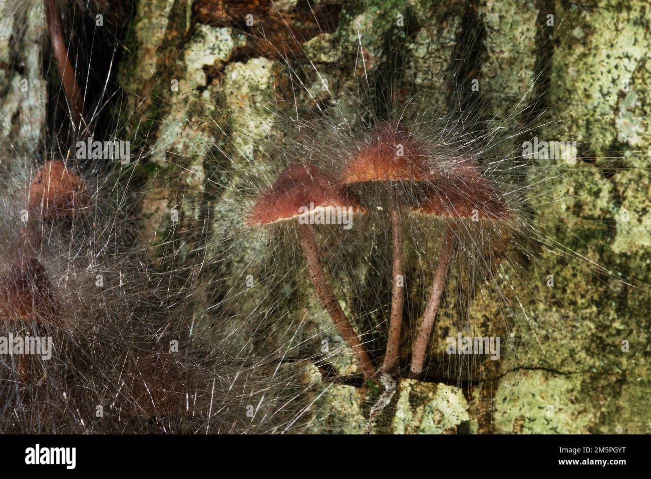Parasitic mold on mushroom hi-res stock photography and images - Alamy
