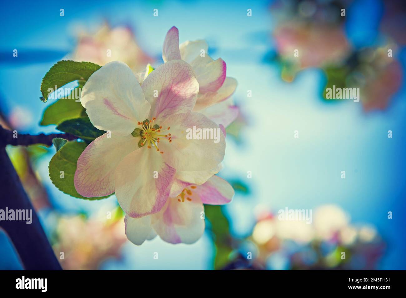 Instagram stile hi-res stock photography and images - Alamy