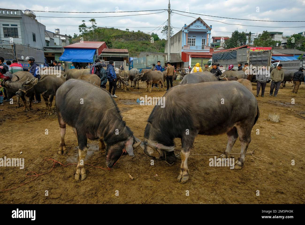 Bac Ha, Vietnam - December 18, 2022: Men selling buffalo at the Bac Ha ...